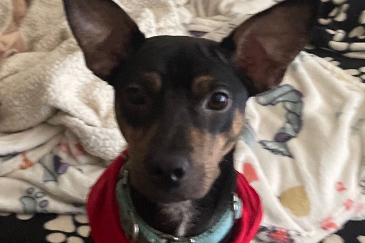 Summer | Hina’s Legacy Rescue Foundation