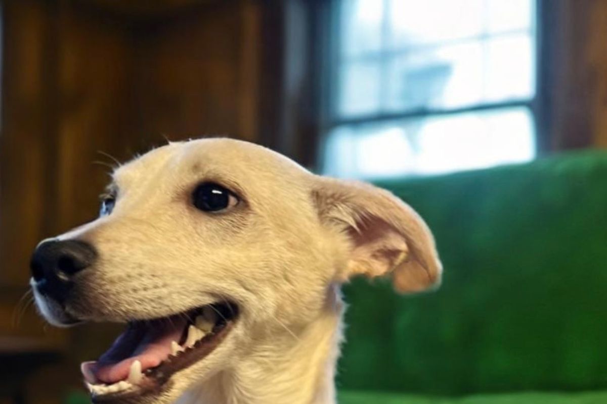 SNOWBALL | Hina’s Legacy Rescue Foundation