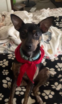 Summer | Hina’s Legacy Rescue Foundation